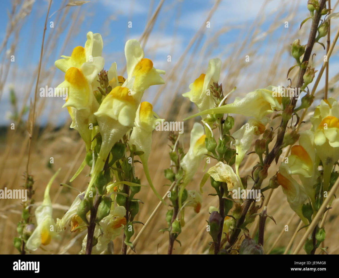 This image shows Linaria vulgaris, commonly known as the yellow ...