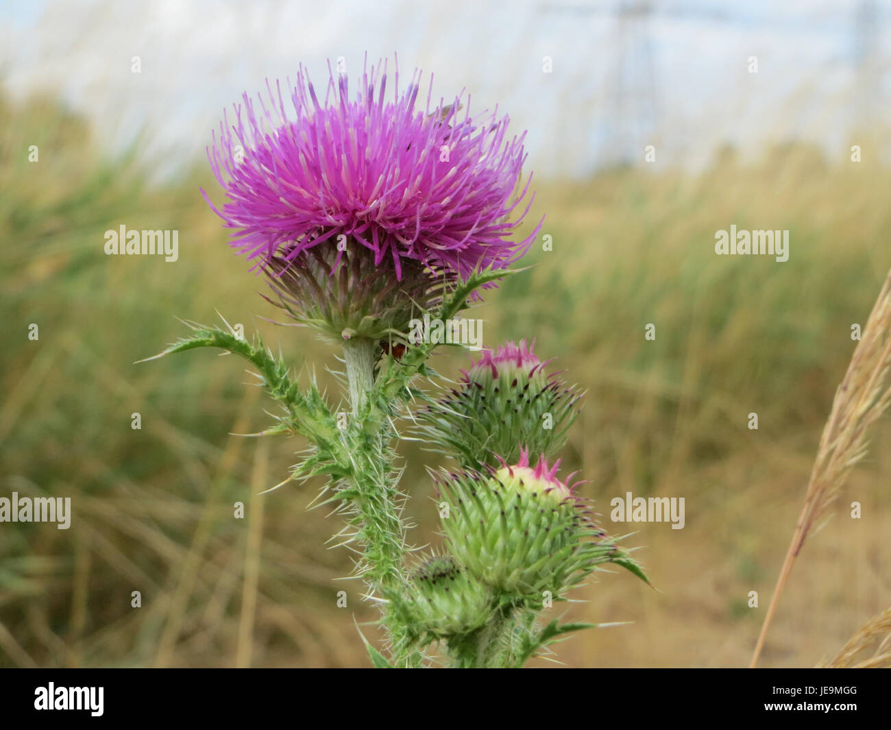 Distinctive thistle characteristics hi-res stock photography and images ...