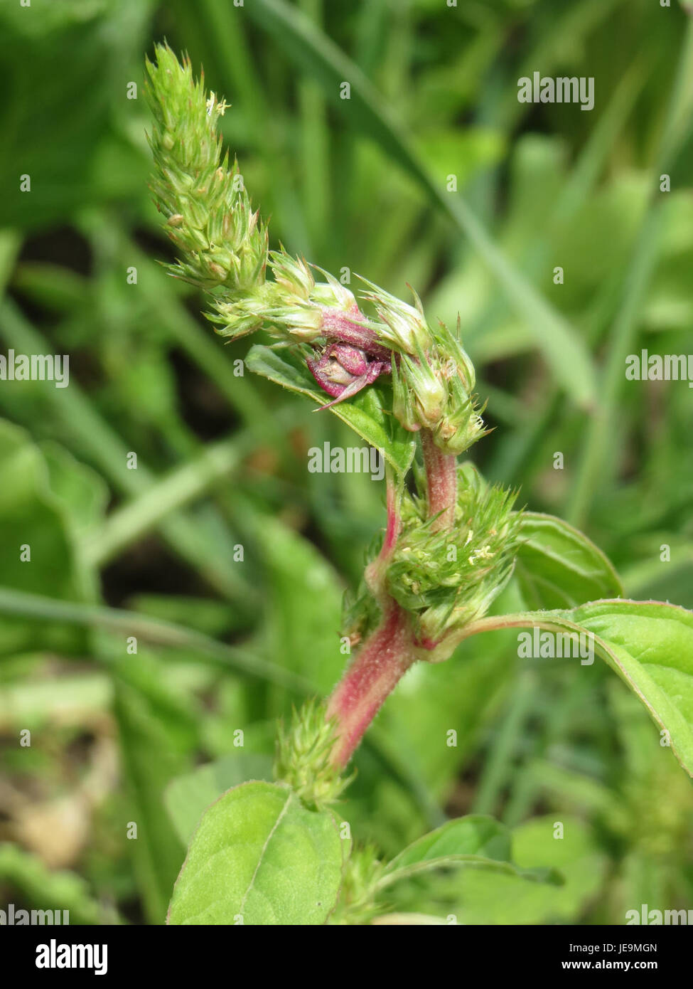 Amaranthus retroflexus, commonly known as redroot pigweed, a weed ...