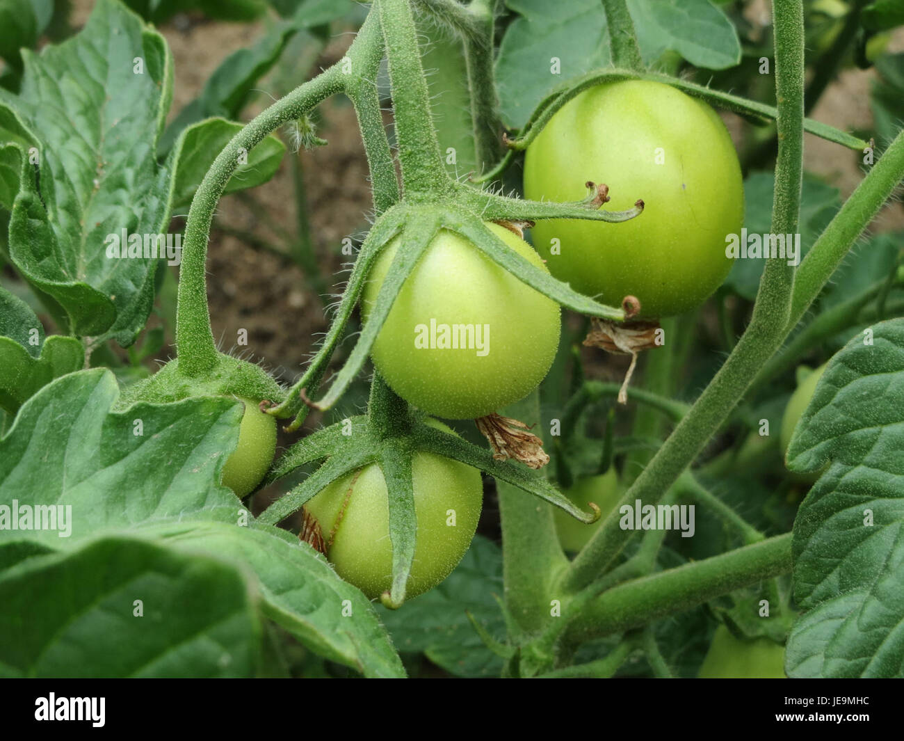 Solanum lycopersicum, commonly known as the tomato, is a widely ...