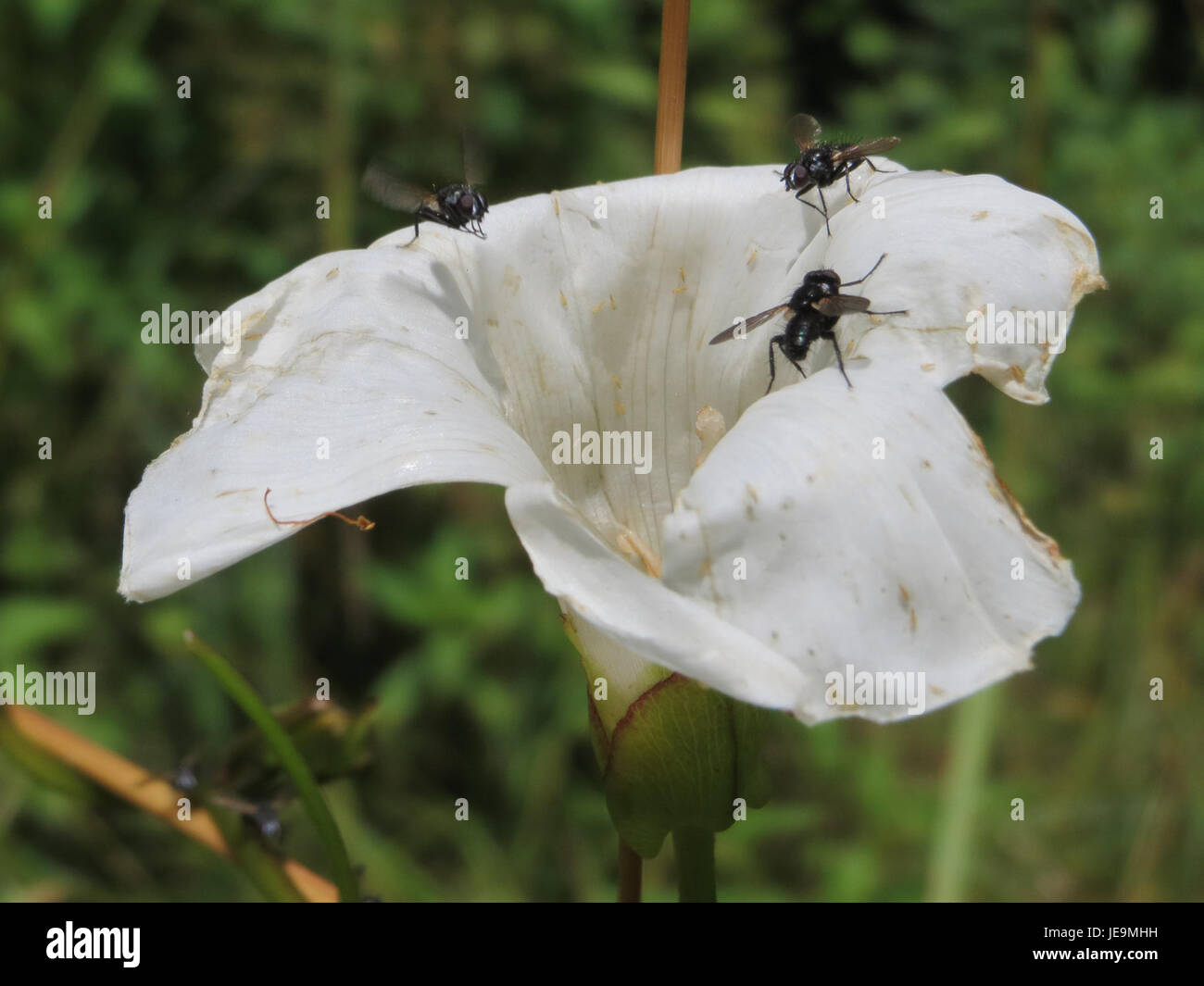 Invasive weed structure hi-res stock photography and images - Alamy