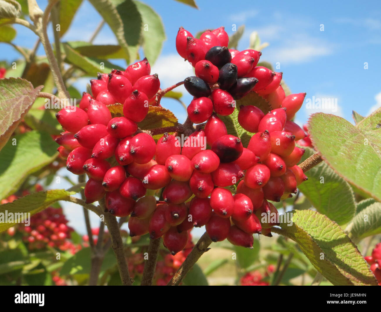 A close-up of Viburnum lantana, commonly known as wayfaring tree. This ...