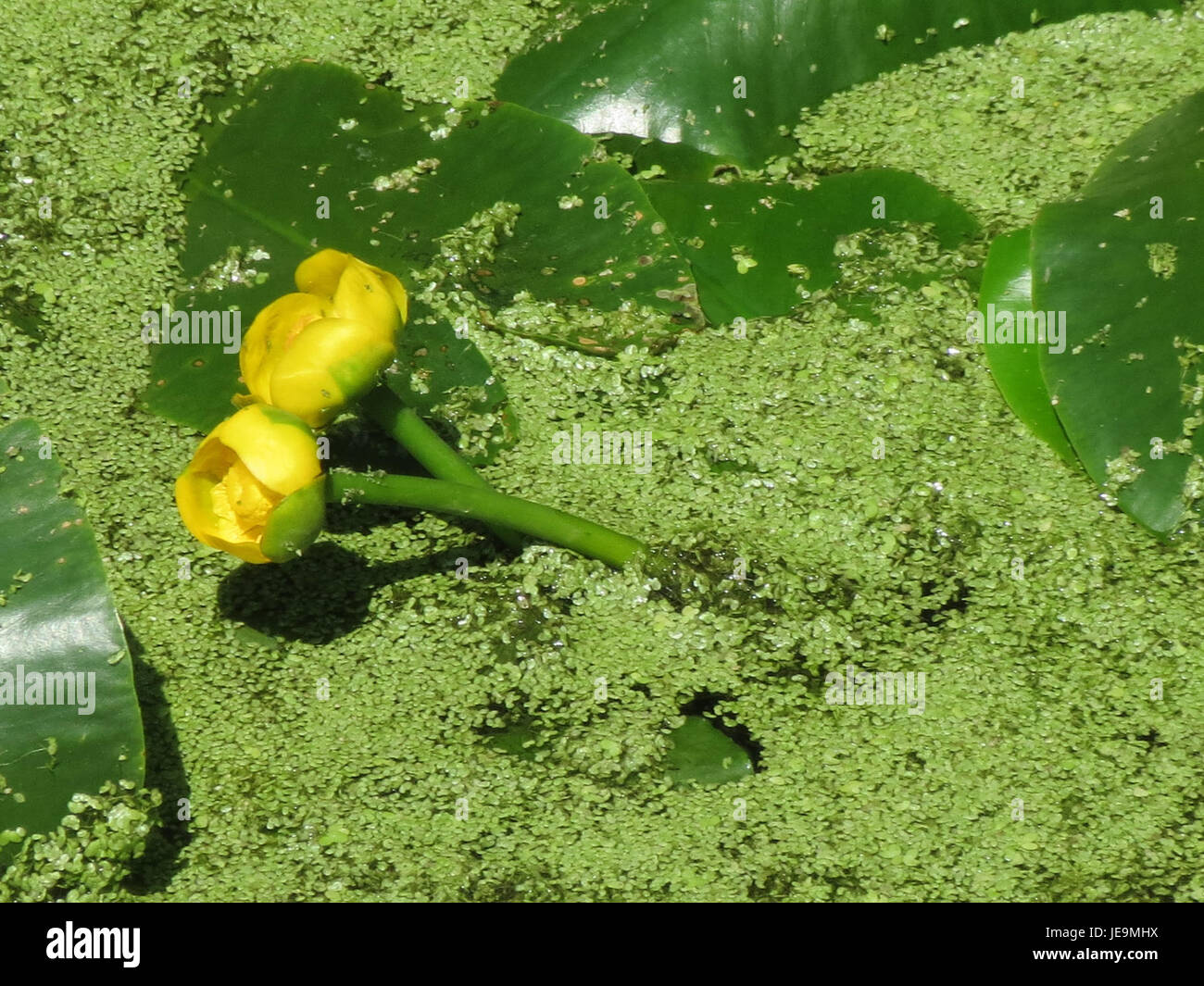 Plant species nuphar lutea hi-res stock photography and images - Alamy