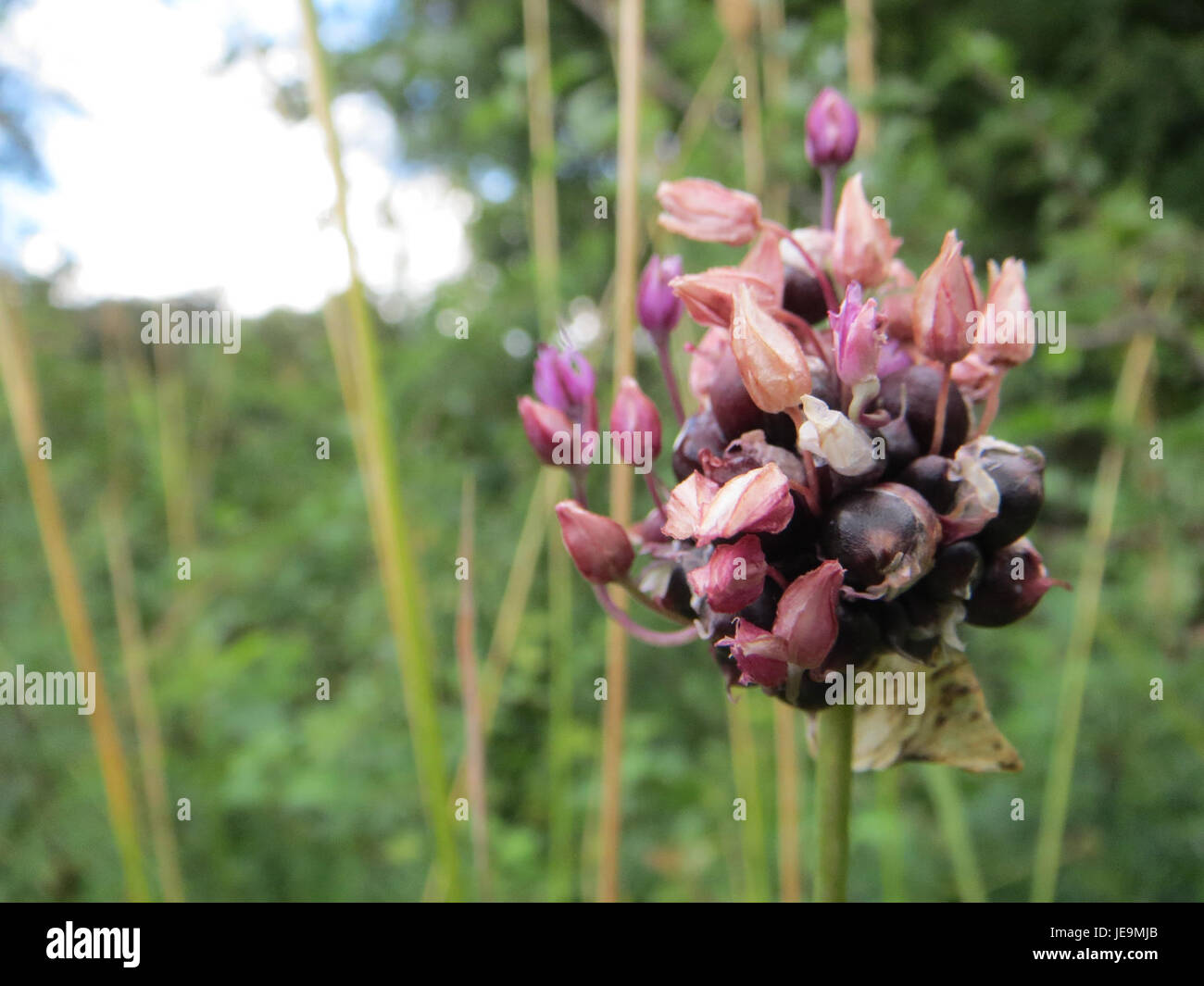 Allium scorodoprasum, commonly known as wild leek or ramps, is a ...