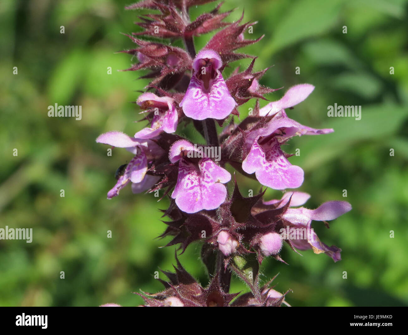 Stachys palustris, commonly known as marsh woundwort, is a perennial ...