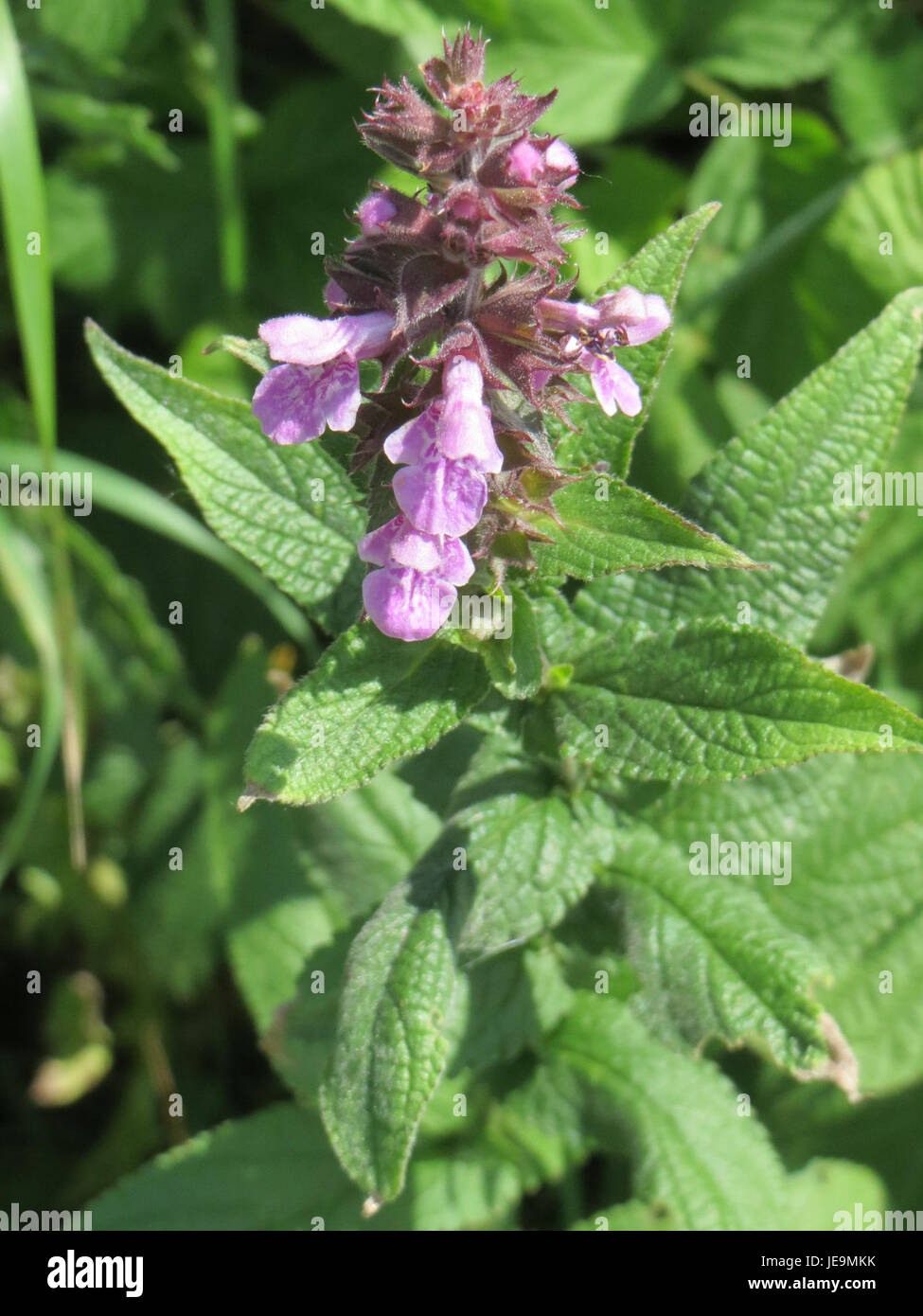 Plant species stachys palustris hi-res stock photography and images - Alamy