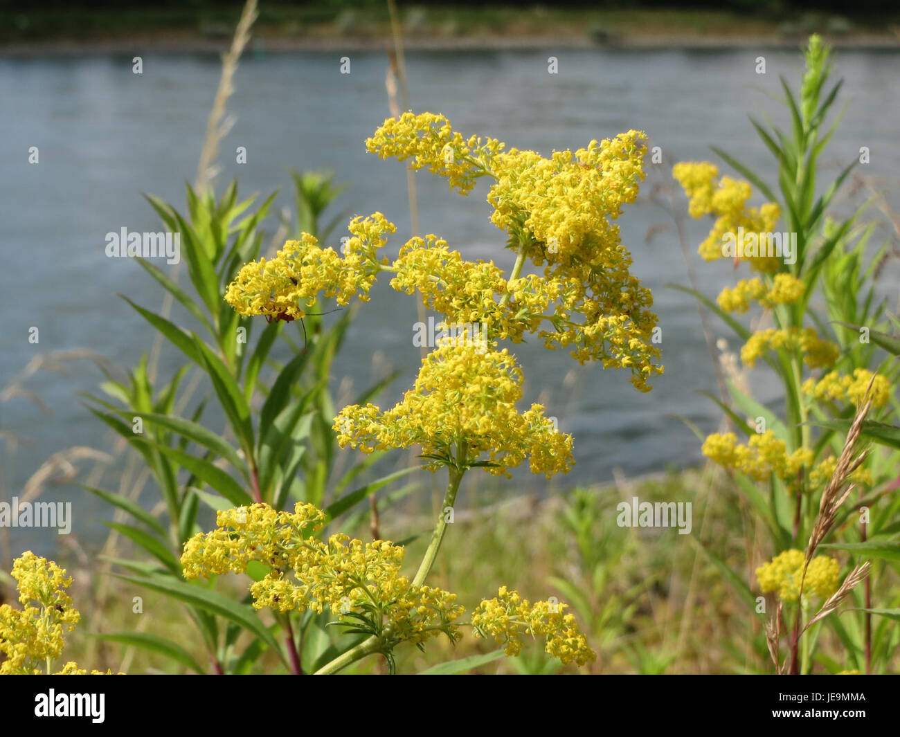 Galium verum, also known as yellow bedstraw, is a plant species native ...