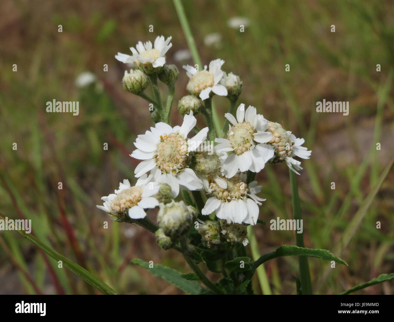 Achillea ptarmica plant hi-res stock photography and images - Alamy