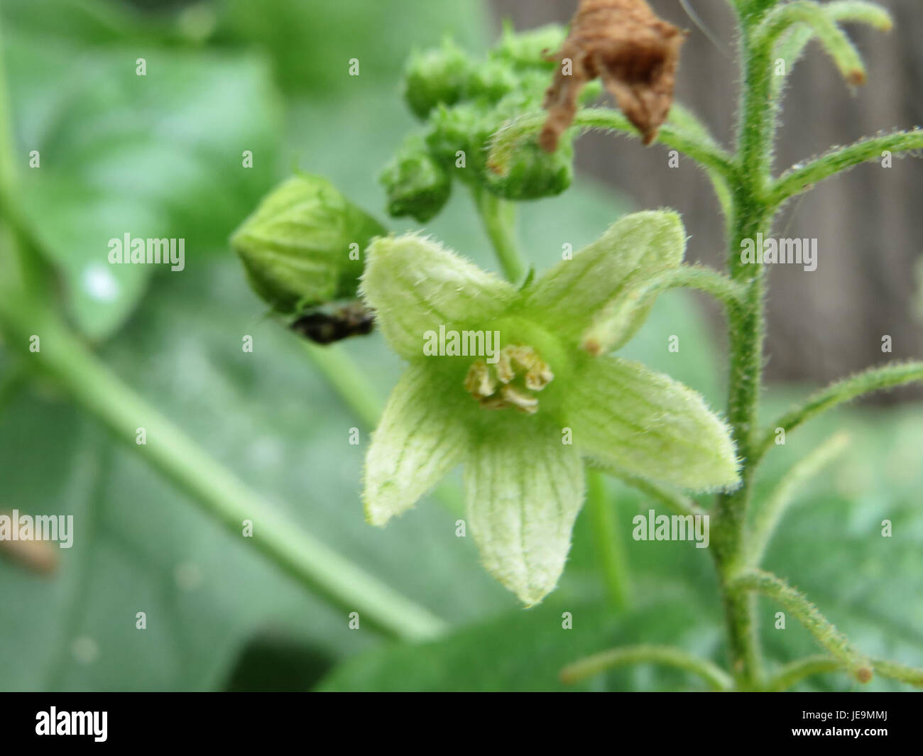 Bryonia dioica, or white bryony, is a perennial climbing plant native ...