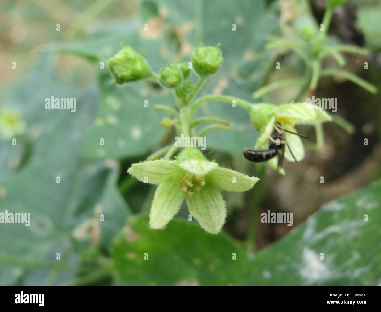 Bryonia dioica, also known as white bryony, is a climbing plant native ...