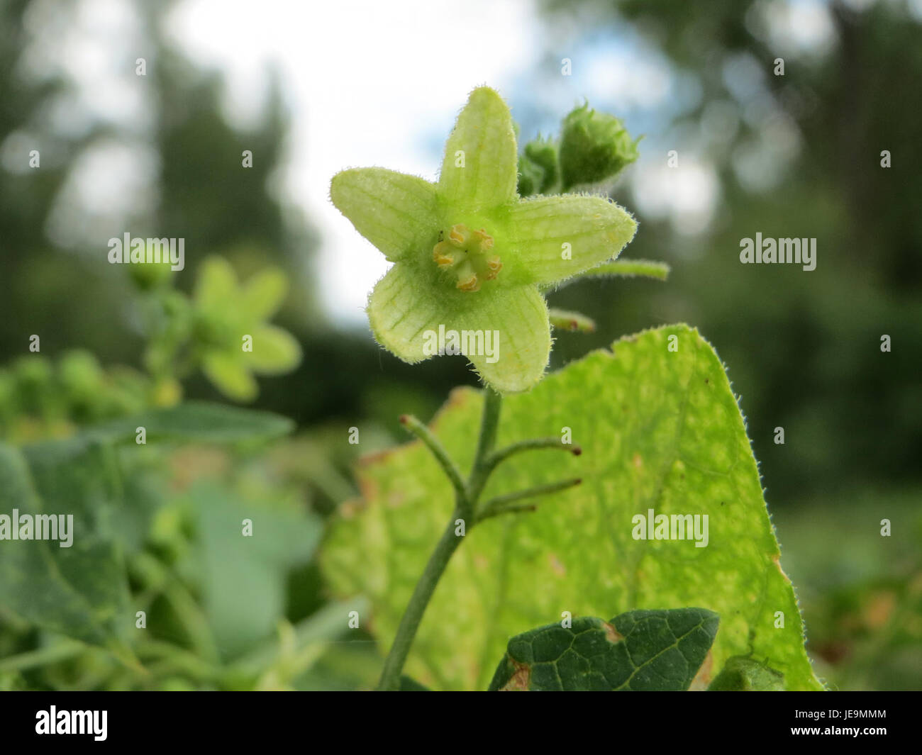 Bryonia dioica, commonly known as white bryony, is a perennial vine ...