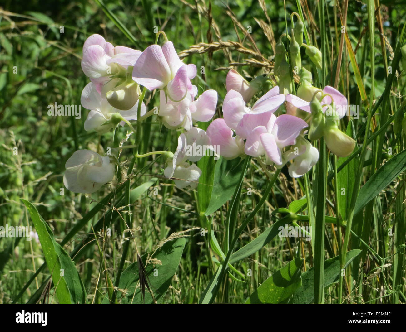 Lathyrus latifolius perennial pea hi-res stock photography and images ...