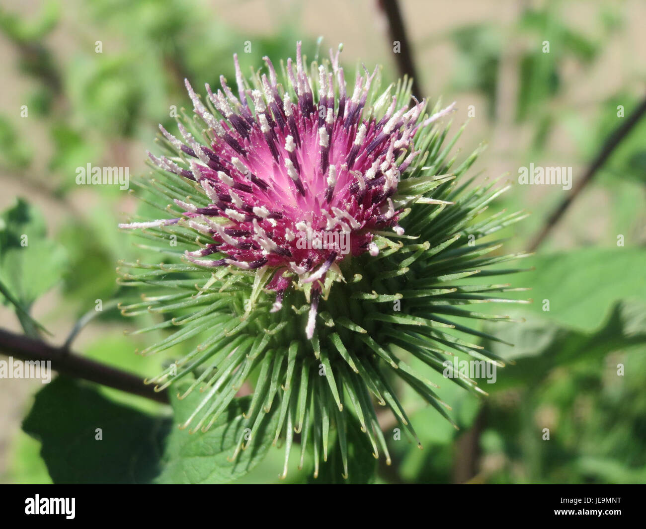 Biennial crops hi-res stock photography and images - Alamy