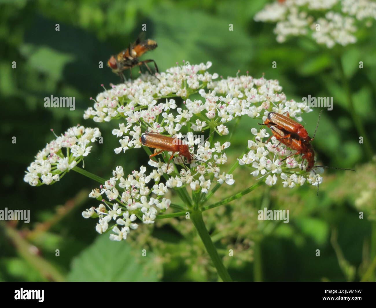 Aegopodium podagraria weed hi-res stock photography and images - Alamy