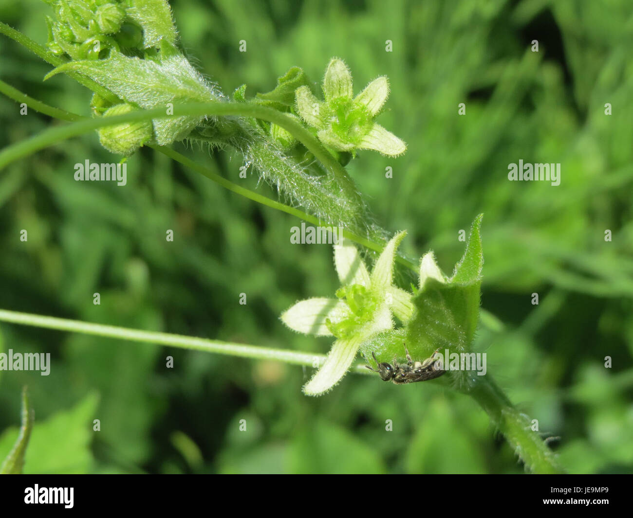 White bryony bryonia dioica hi-res stock photography and images - Alamy