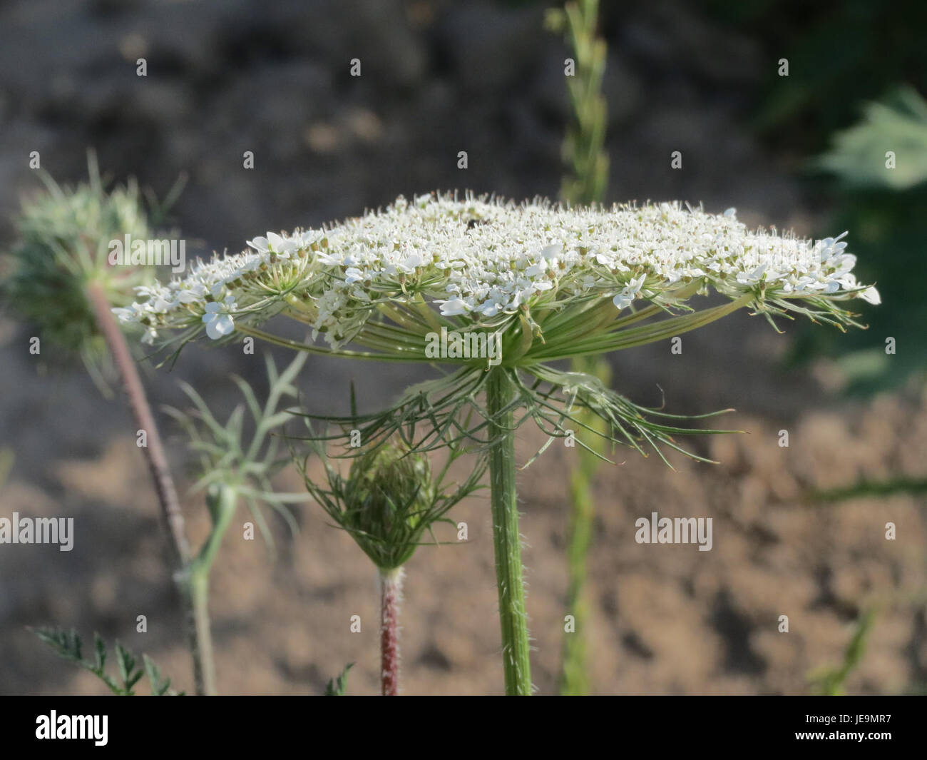 Daucus carota, commonly known as the carrot, is a root vegetable that ...