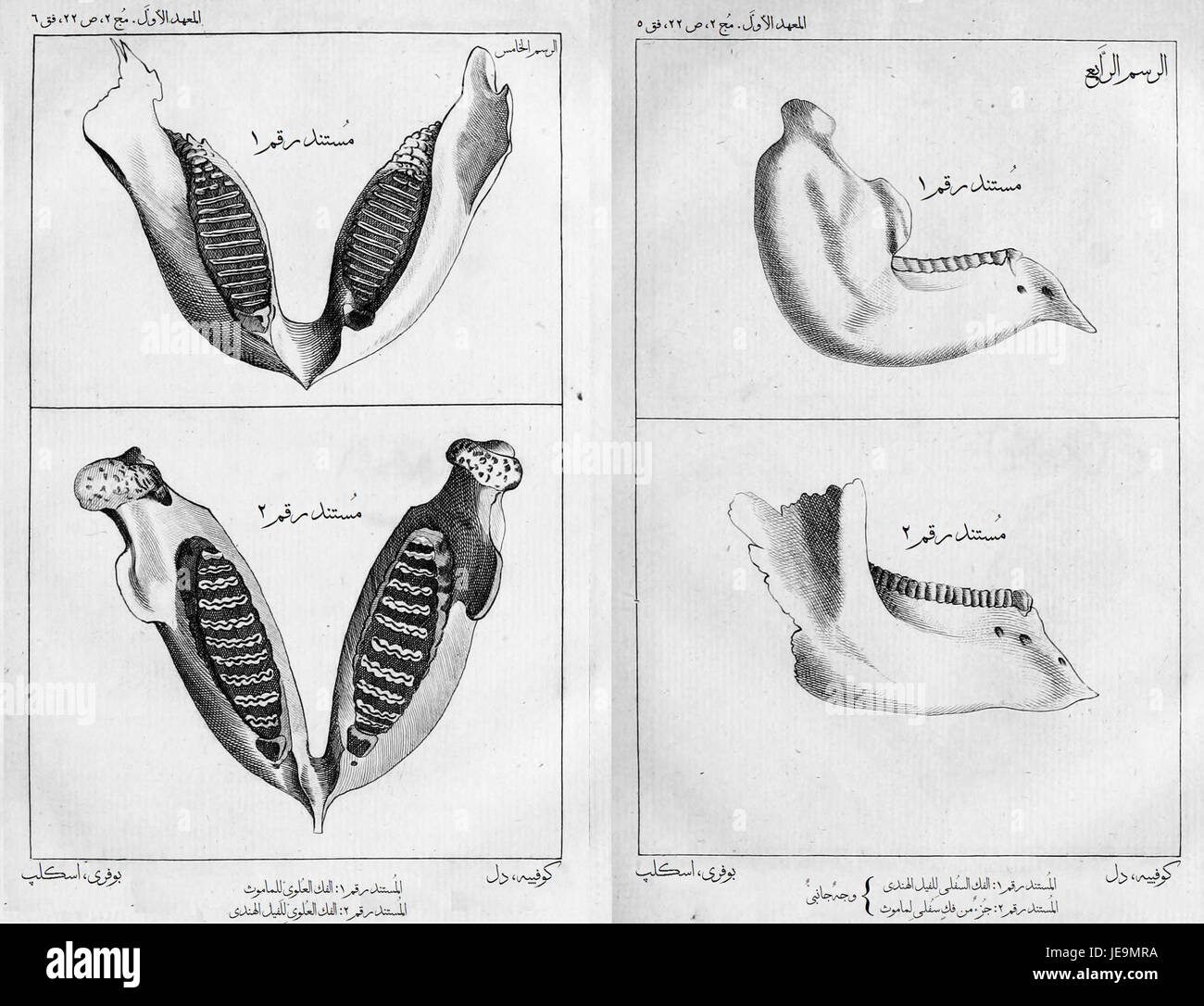 A study of the elephant jaw from the works of Georges Cuvier, a ...