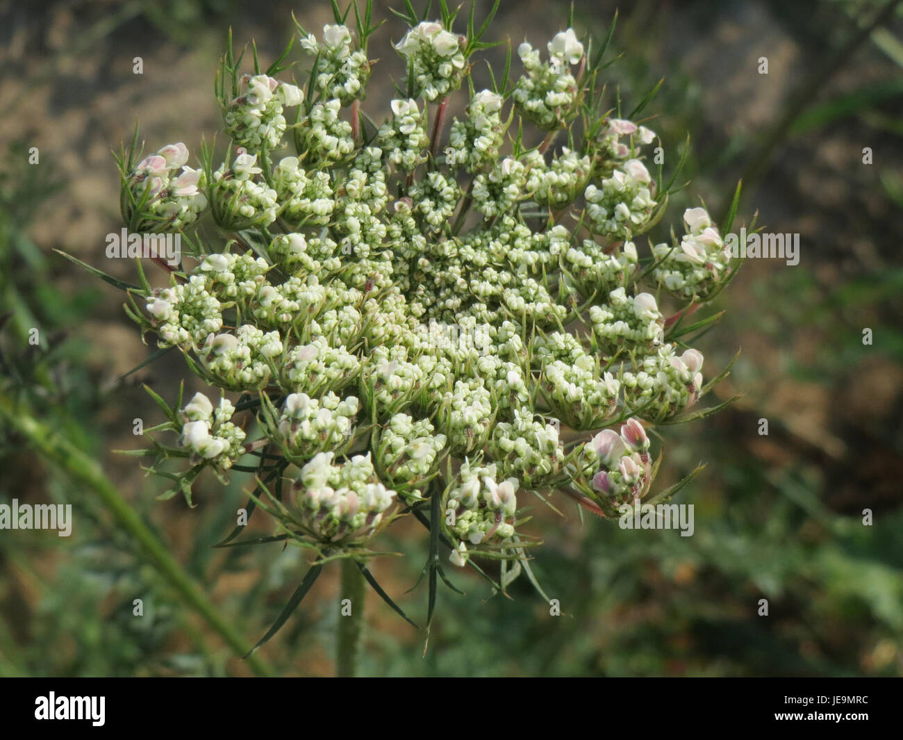 Ancestor of modern carrot hi-res stock photography and images - Alamy