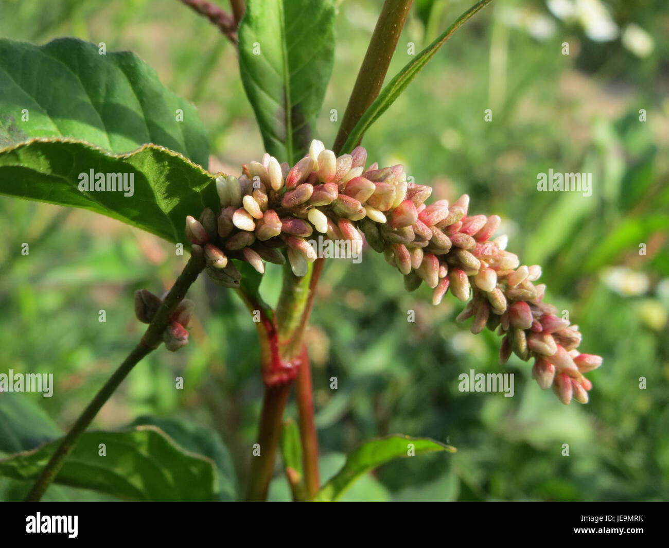 This image depicts Persicaria lapathifolia, commonly known as pale ...