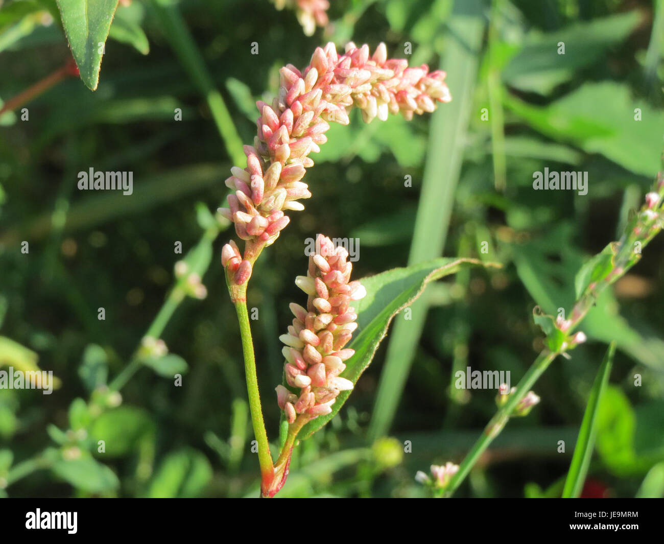 Persicaria lapathifolia, commonly known as pale smartweed, is an ...