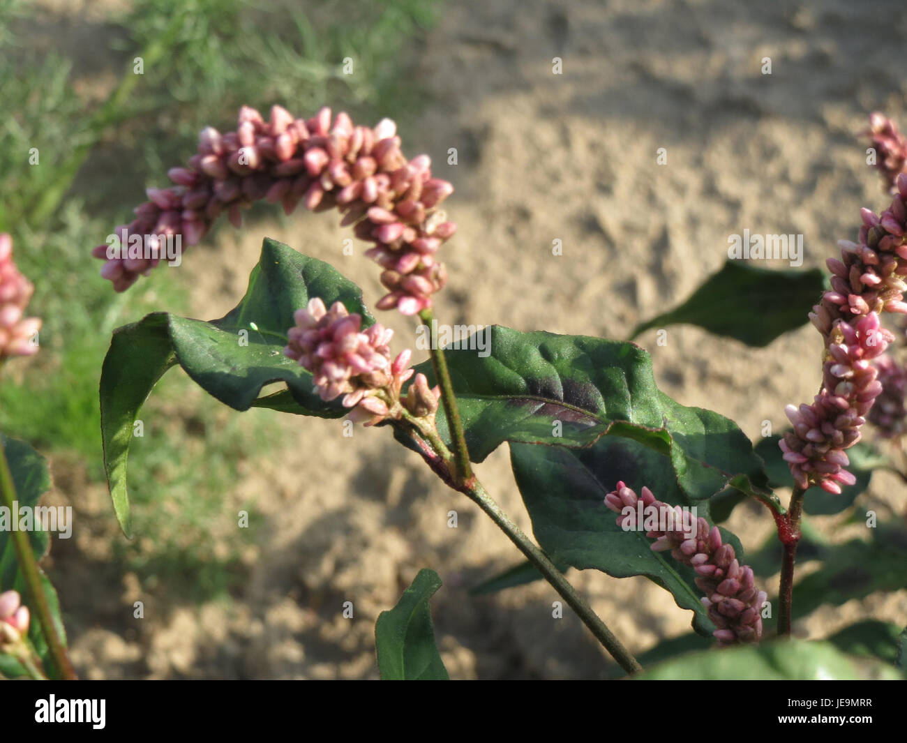 Persicaria lapathifolia, also known as pale persicaria, is depicted in ...
