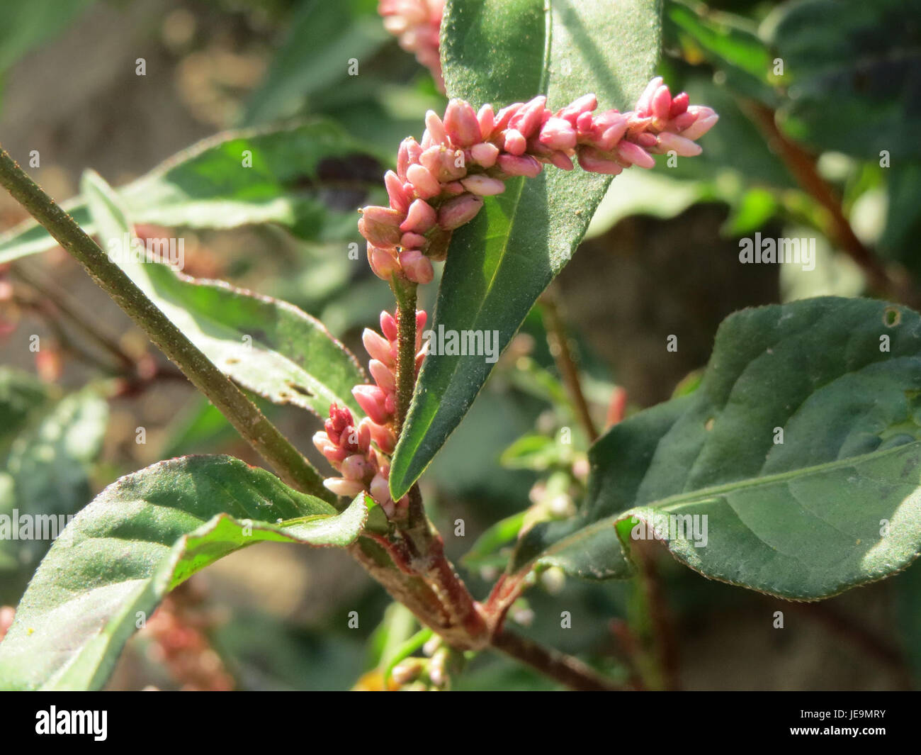 Pale waterways hi-res stock photography and images - Alamy