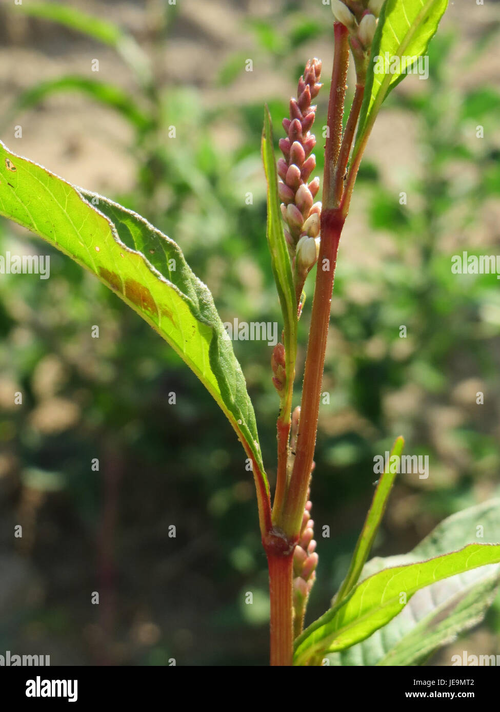 Persicaria lapathifolia, also known as pale smartweed, is a herbaceous ...