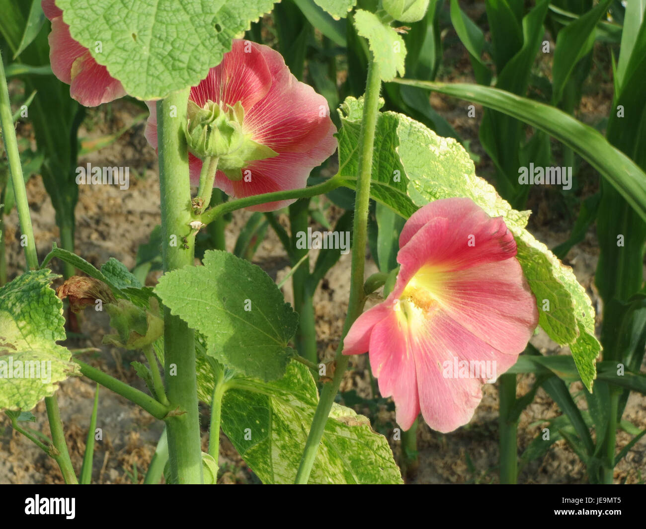 Alcea rosea, commonly known as hollyhock, is a flowering plant native ...