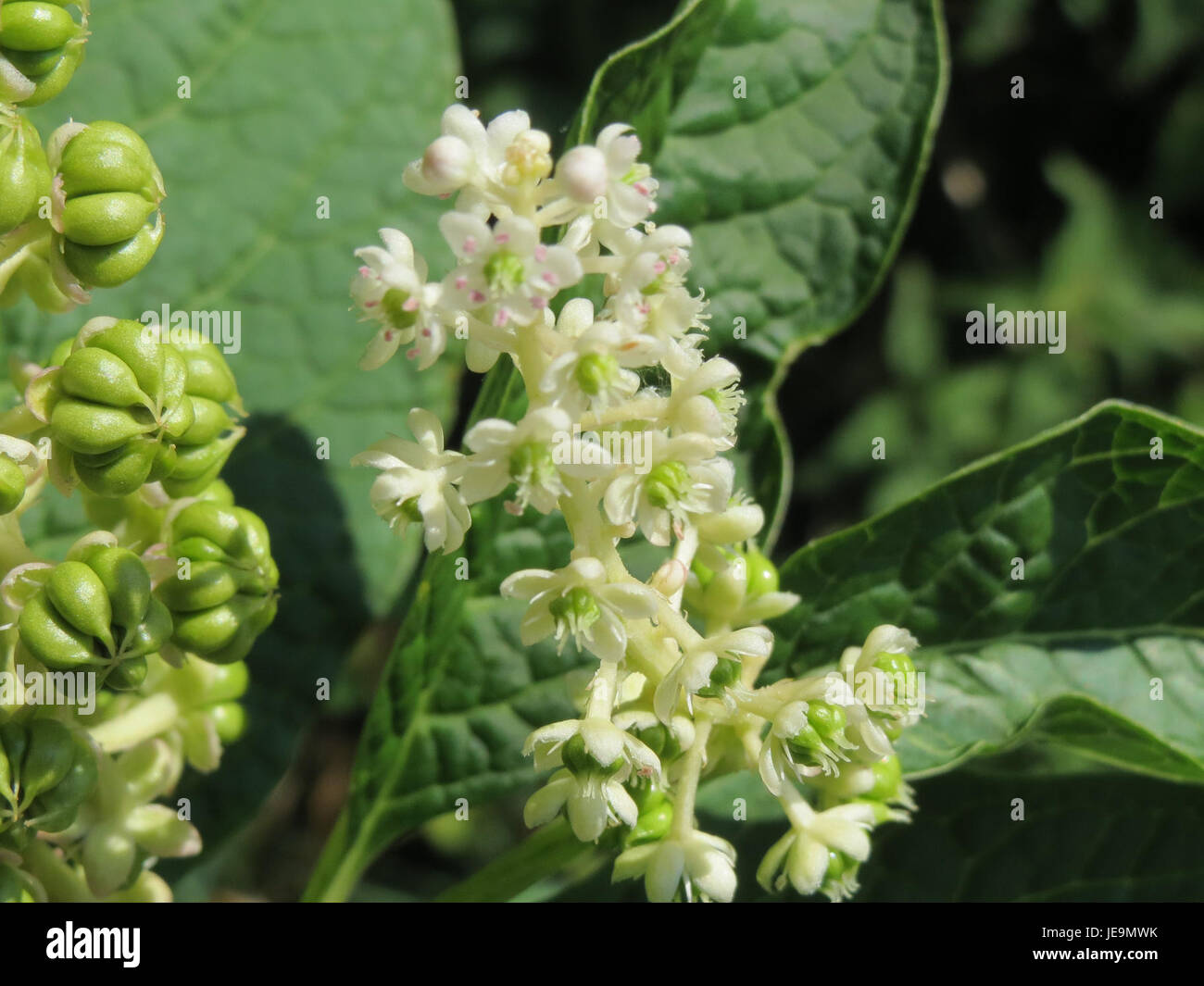 Phytolacca americana, commonly known as pokeweed, is a perennial plant ...