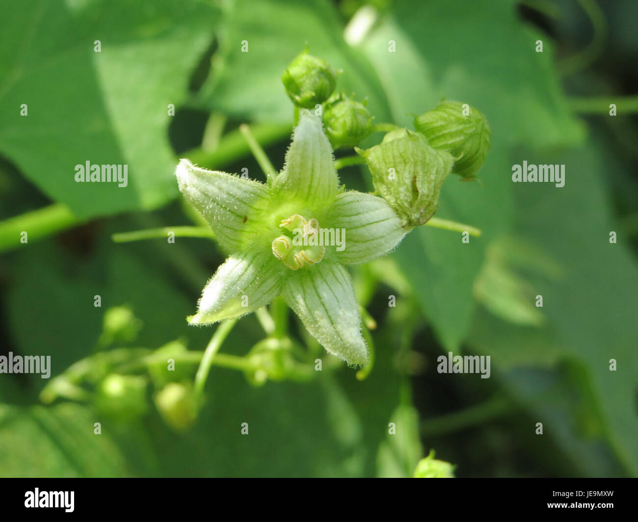 Bryonia dioica, also known as white bryony, is a perennial climbing ...