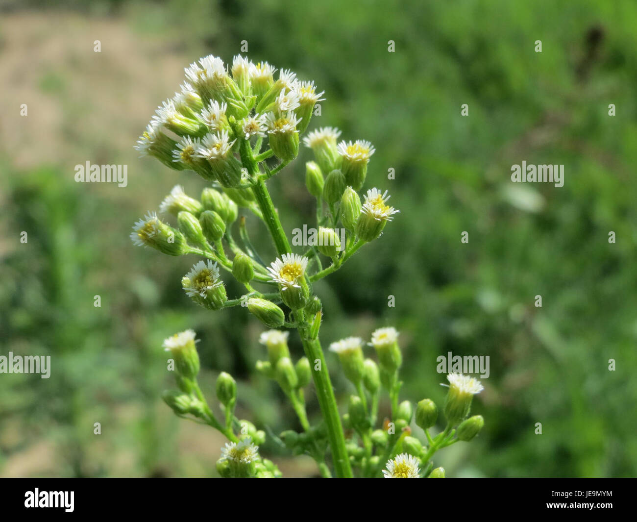 A photograph of *Conyza canadensis*, commonly known as Canadian ...