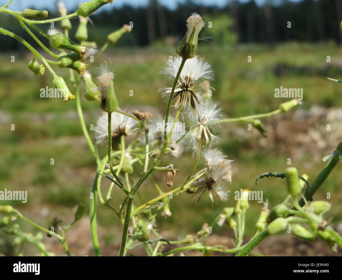 Senecio sylvaticus, commonly known as woodland ragwort, is a flowering ...