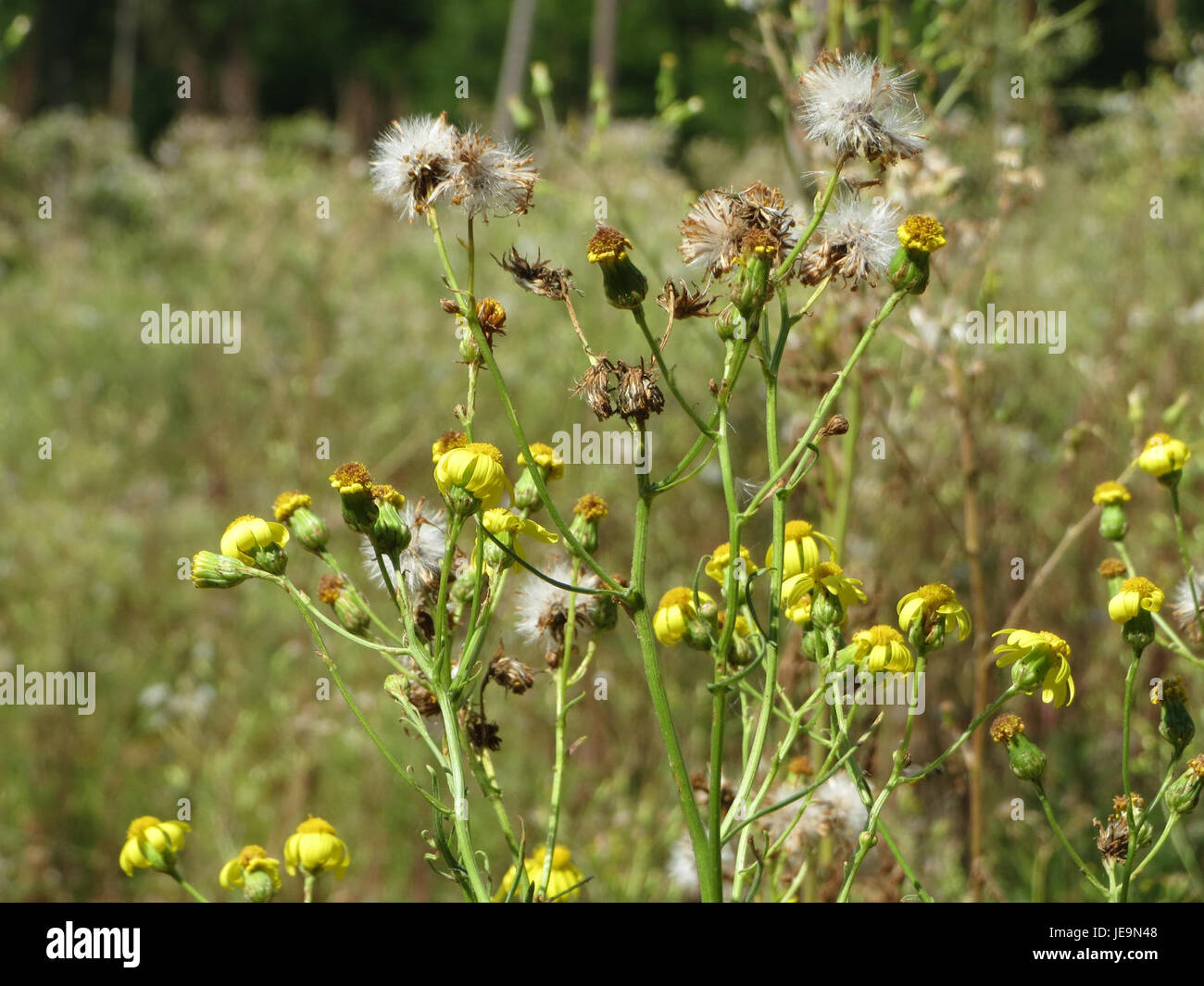 A photograph of Senecio sylvaticus, commonly known as woodland ragwort ...