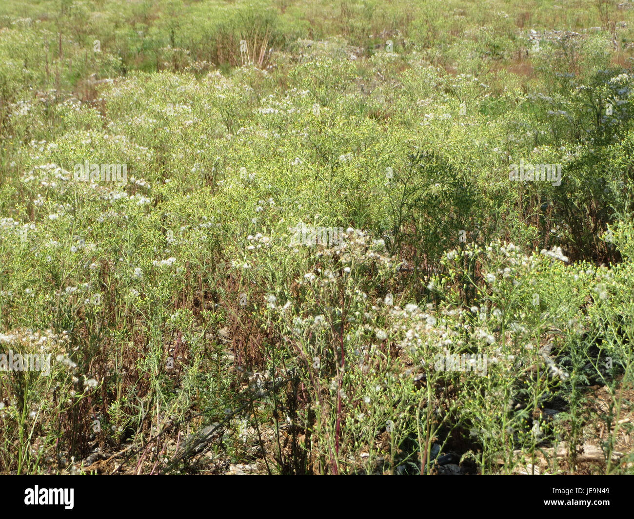 Senecio species yellow flowers hi-res stock photography and images - Alamy