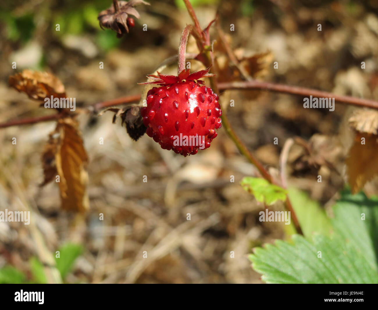 Fragaria vesca species hi-res stock photography and images - Alamy