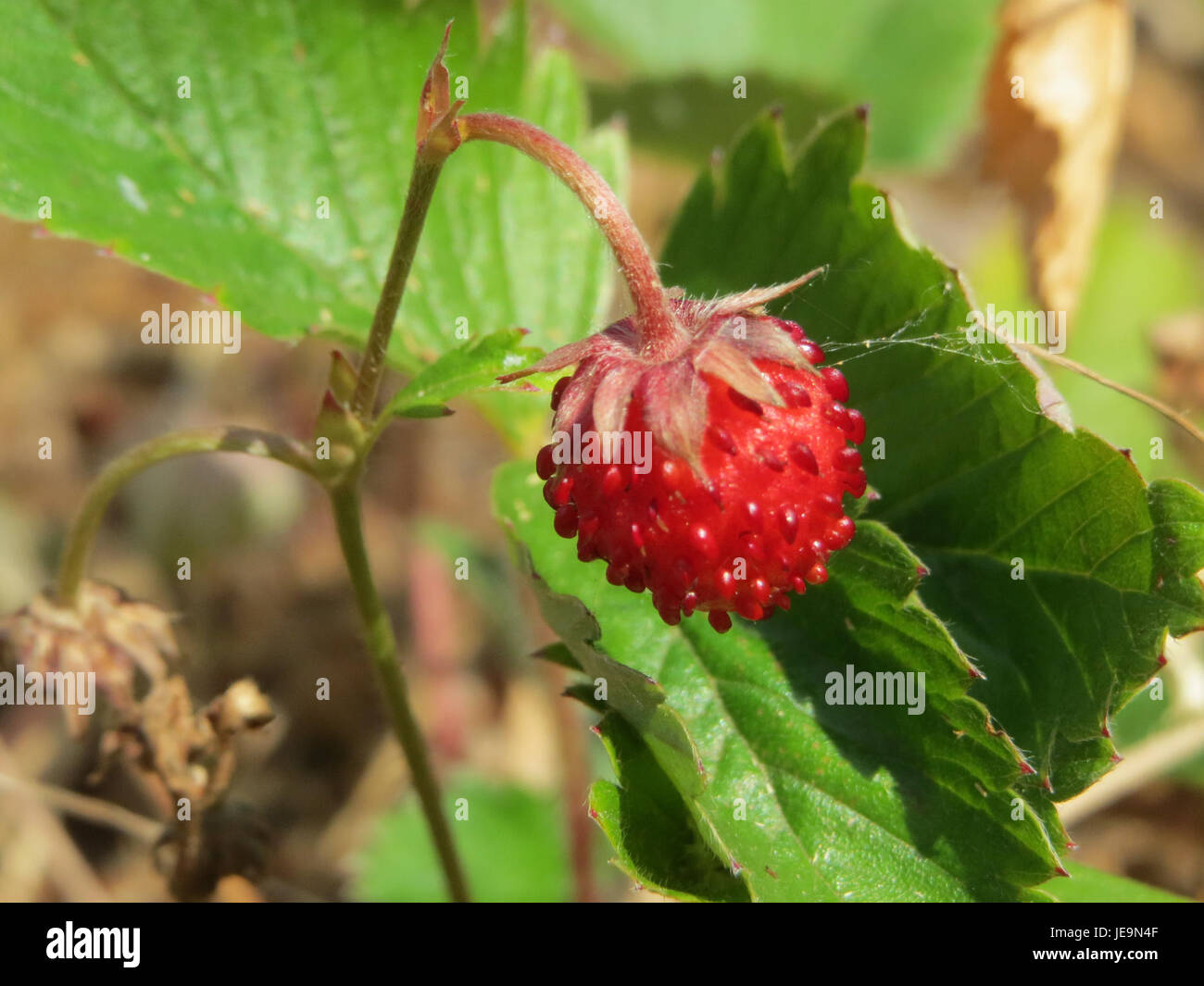 Perennial strawberry plant in hi-res stock photography and images - Alamy
