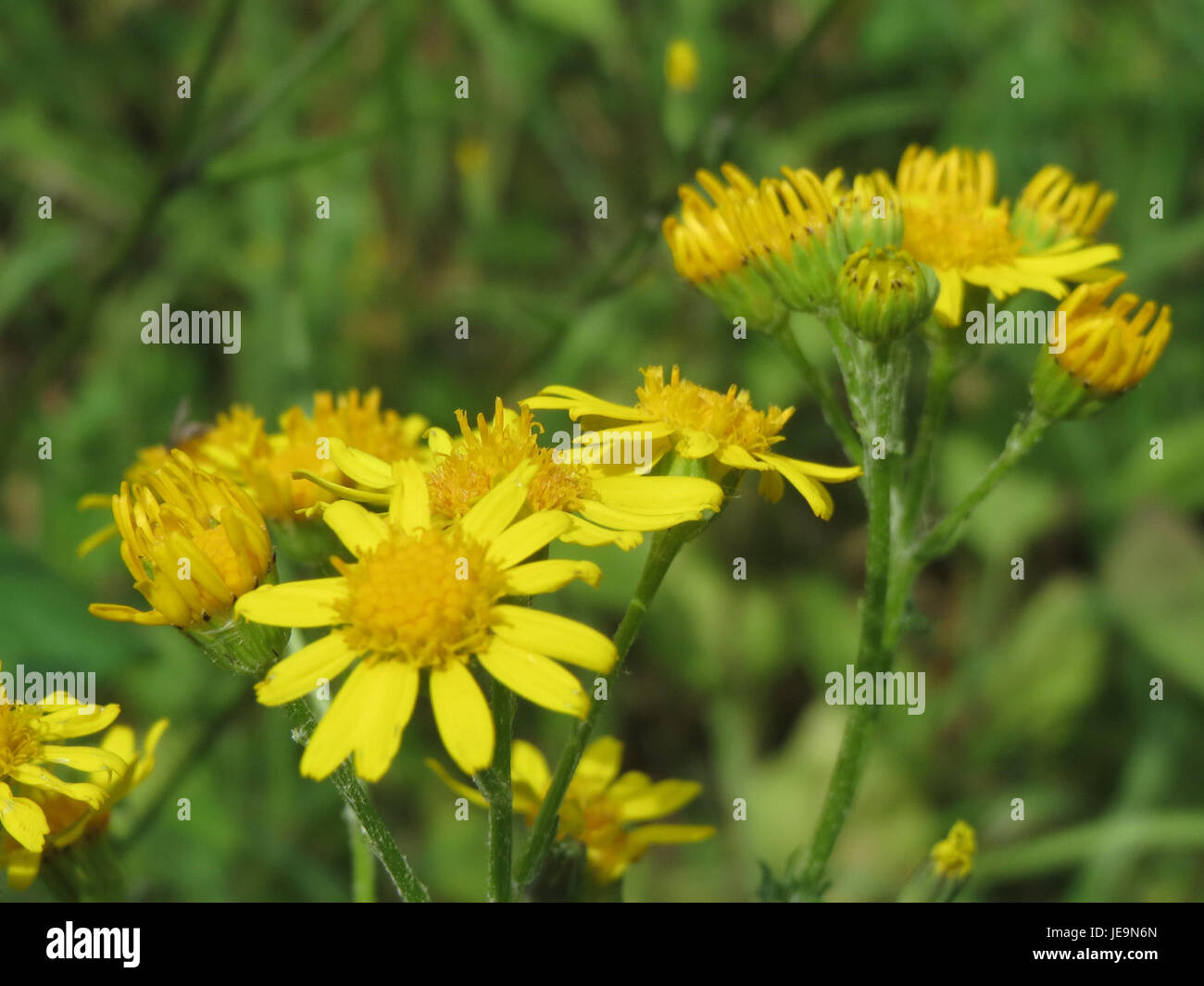 Jacobaea vulgaris, commonly known as ragwort, is a perennial plant ...