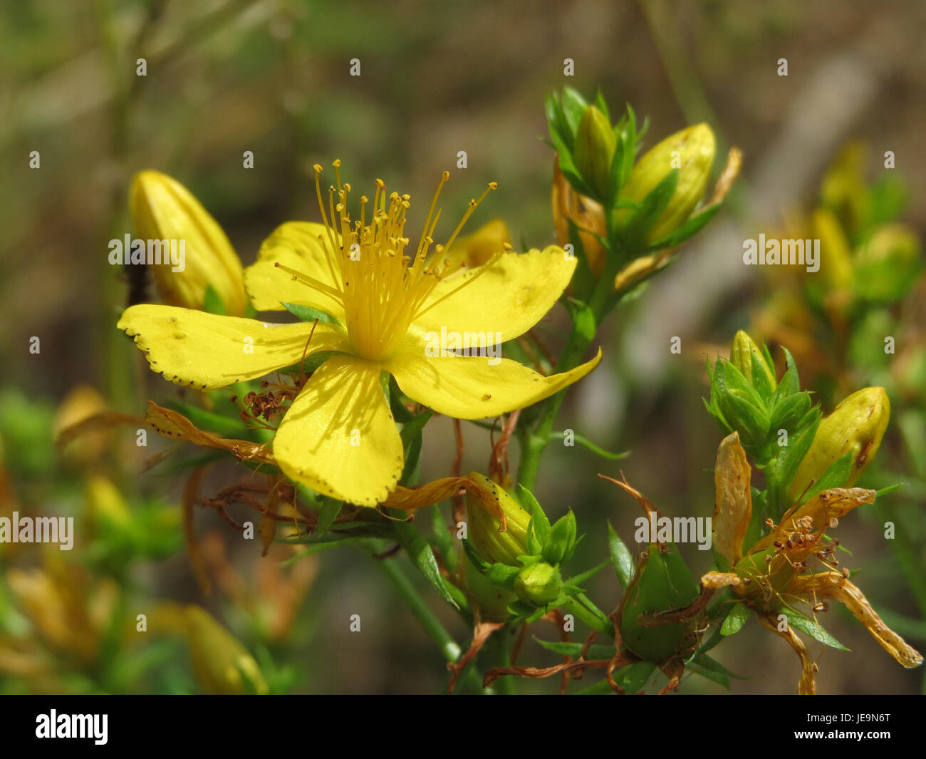Hypericum perforatum, commonly known as St. John's Wort, is a flowering ...