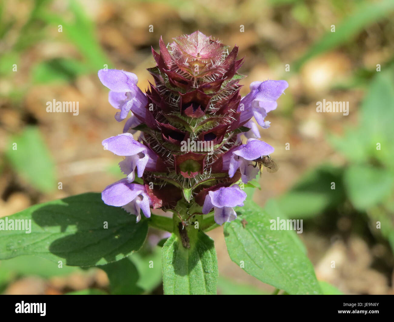 Prunella vulgaris, commonly known as selfheal, is a flowering plant in ...