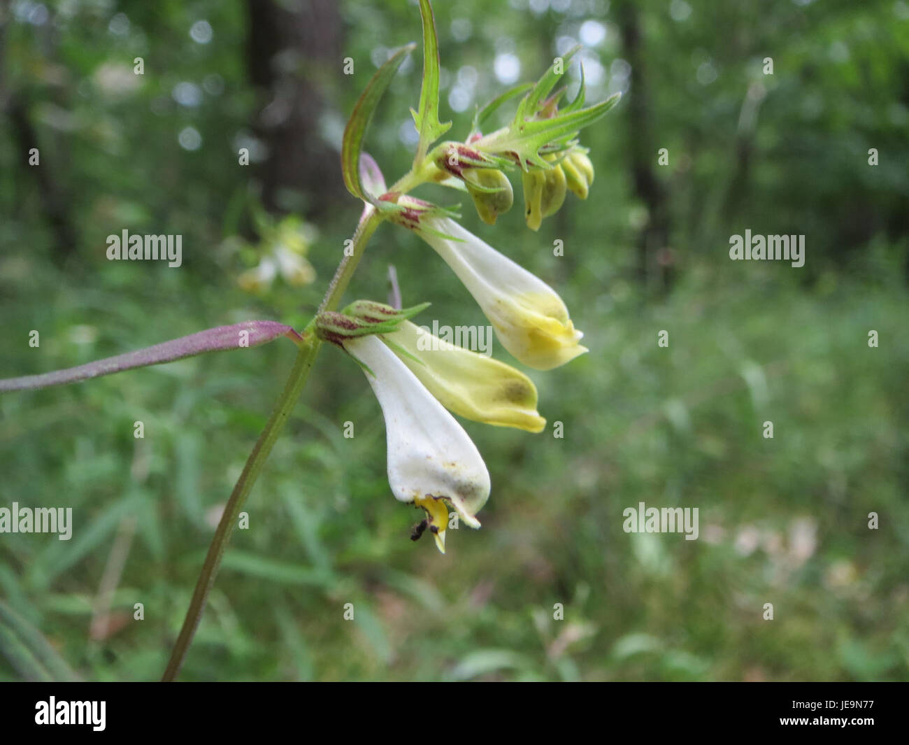 Plant species melampyrum pratense hi-res stock photography and images ...