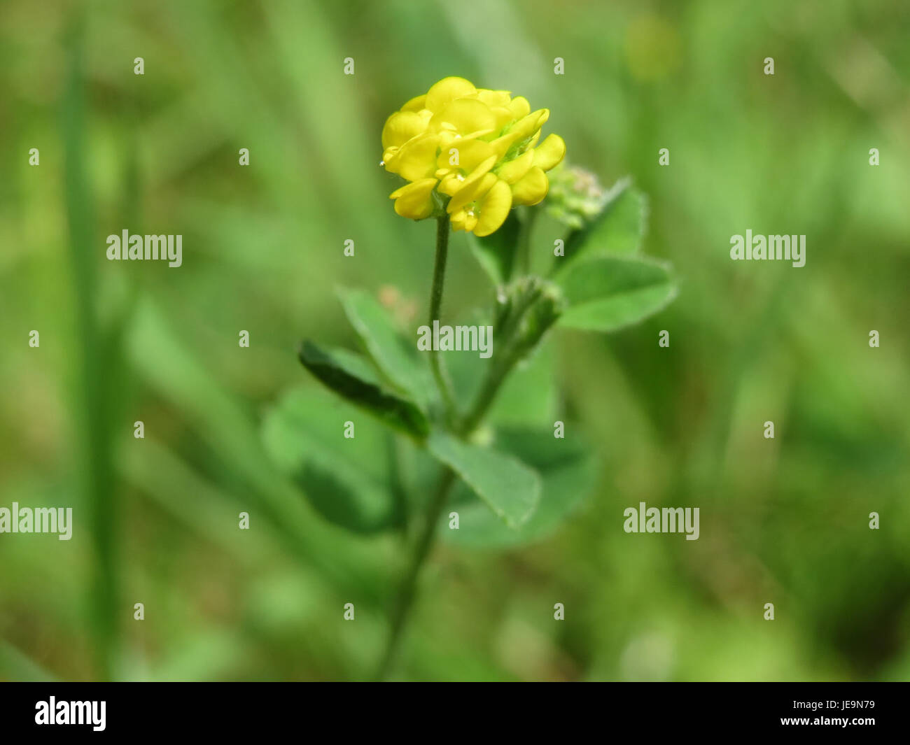 Medicago lupulina, commonly known as black medic, is a low-growing ...