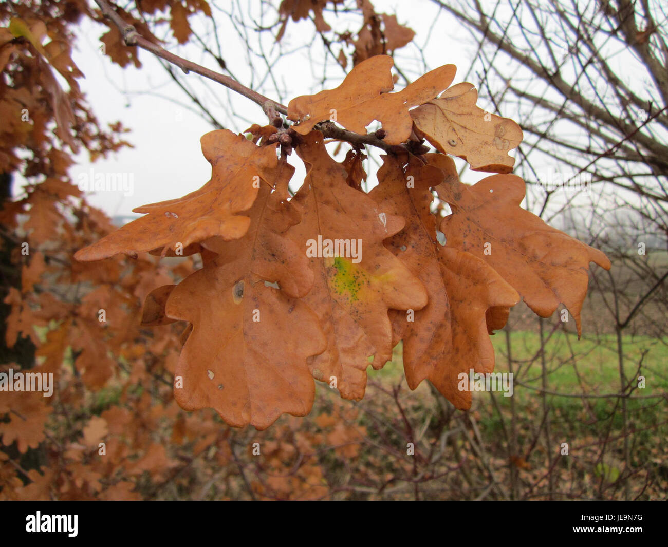 Photograph of an oak tree in Hockenheim, Germany, taken on November 23 ...