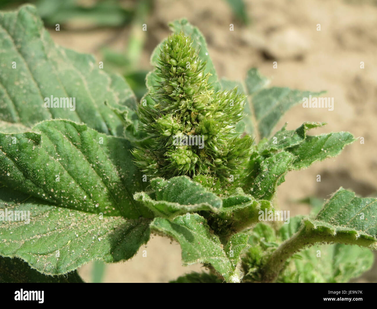 Amaranthus retroflexus, commonly known as Redroot Pigweed, is a species ...