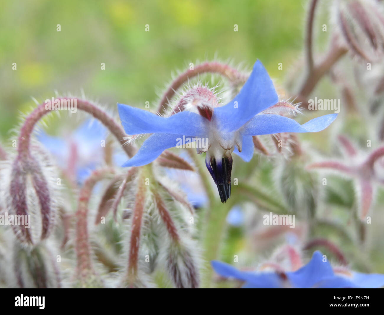 Officinalis borage hi-res stock photography and images - Alamy