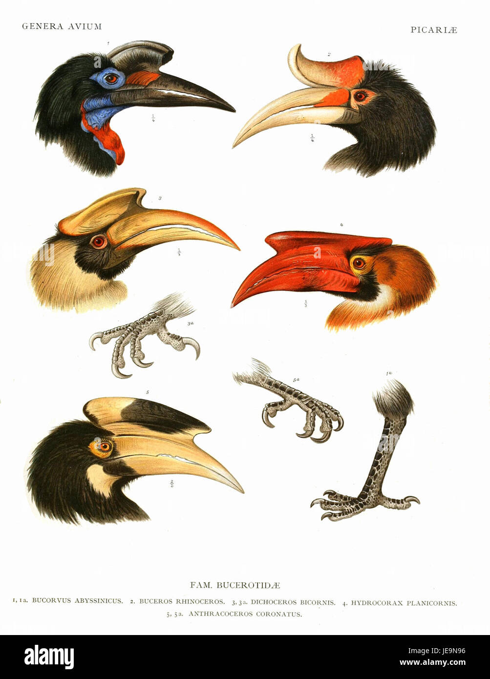 Curved bills Cut Out Stock Images & Pictures - Alamy