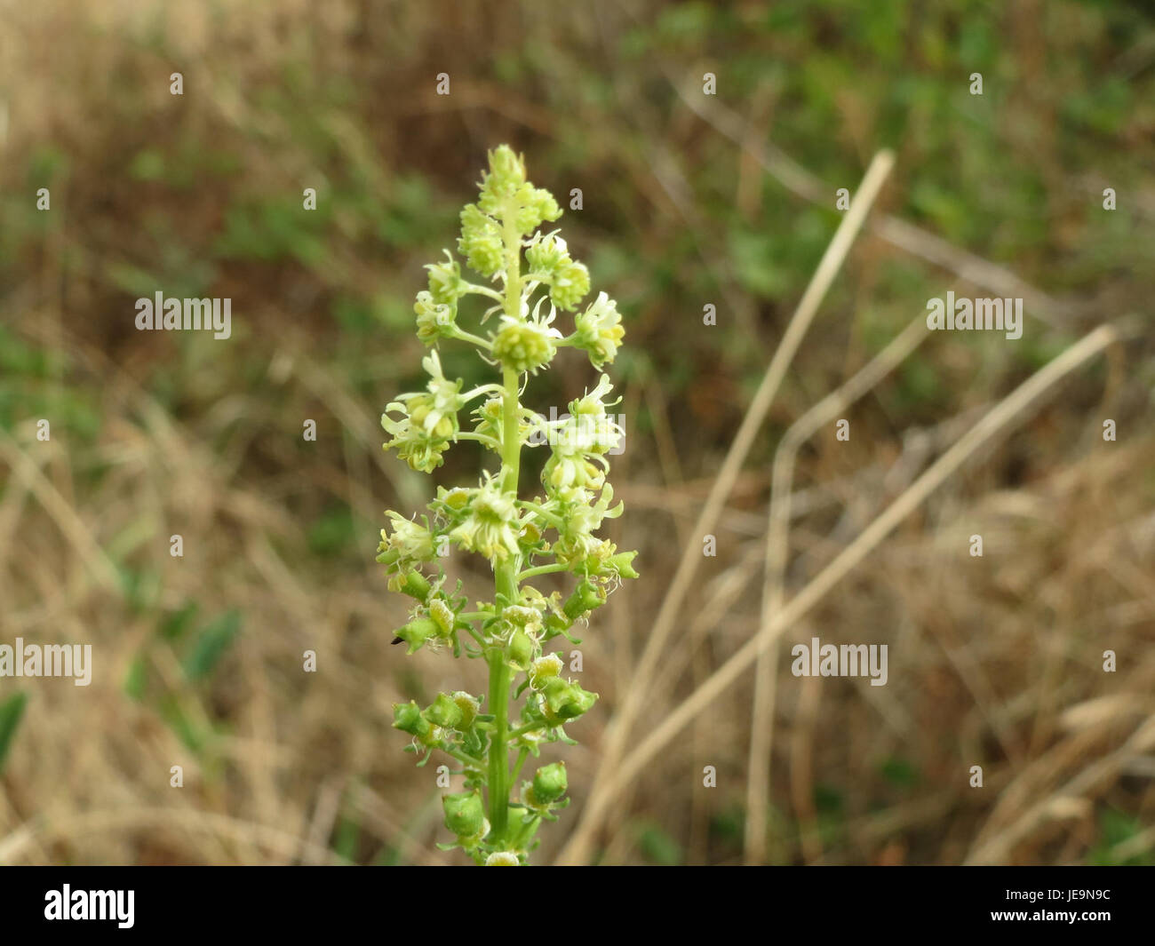 Reseda lutea, commonly known as yellow mignonette, is a flowering plant ...