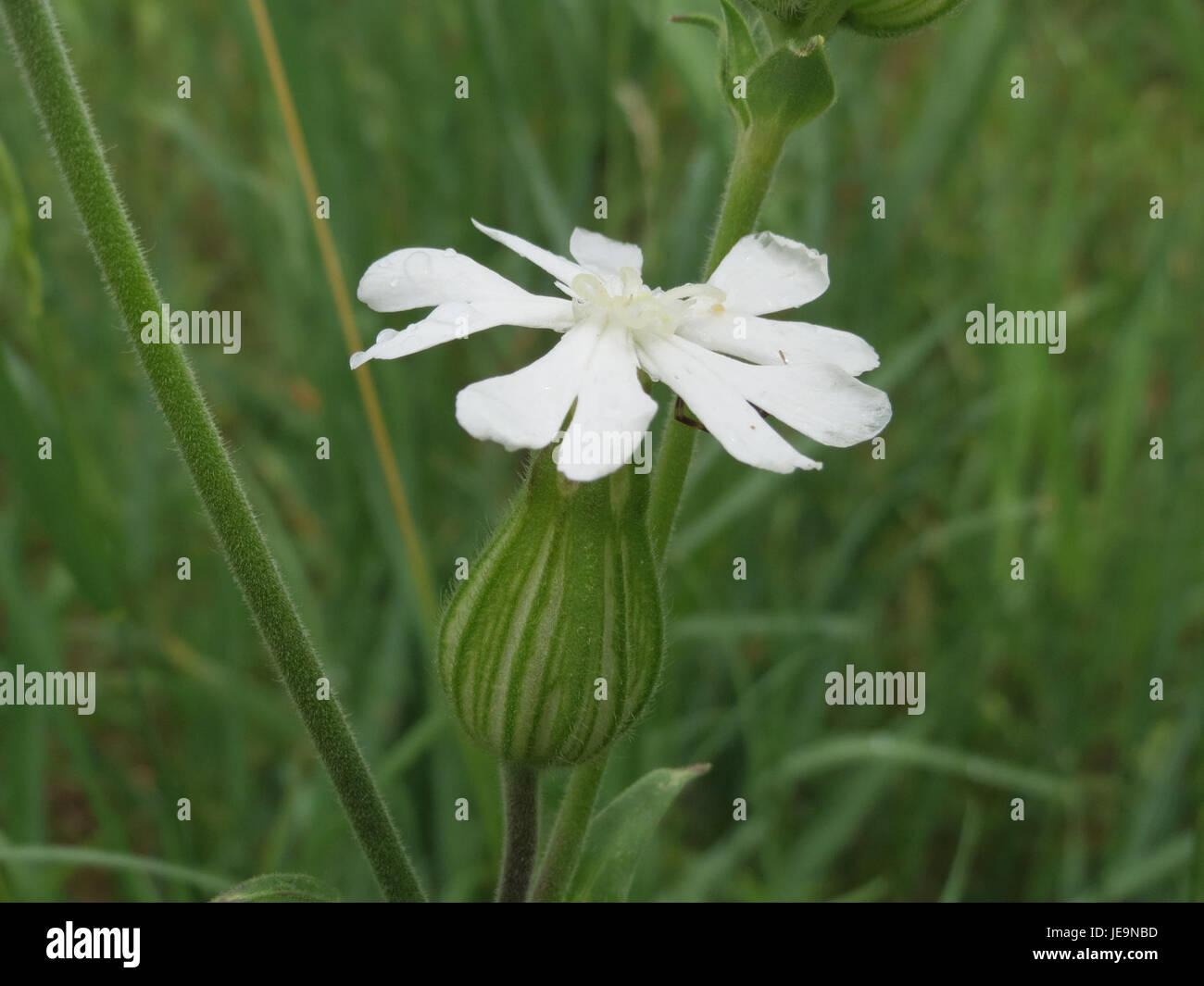 Silene latifolia, commonly known as white campion, is a flowering plant ...
