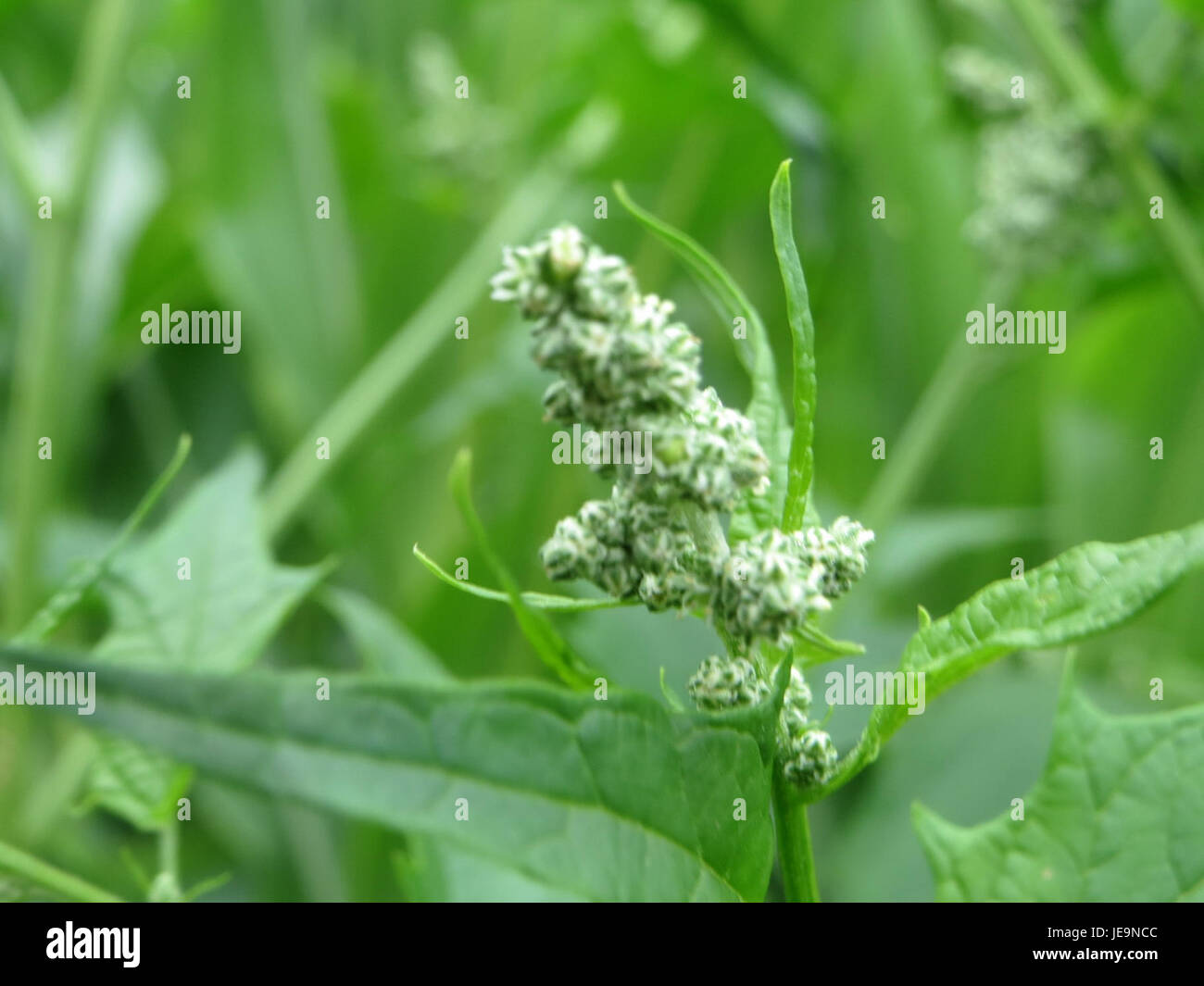 A photograph of Chenopodiastrum hybridum, a plant species in the ...