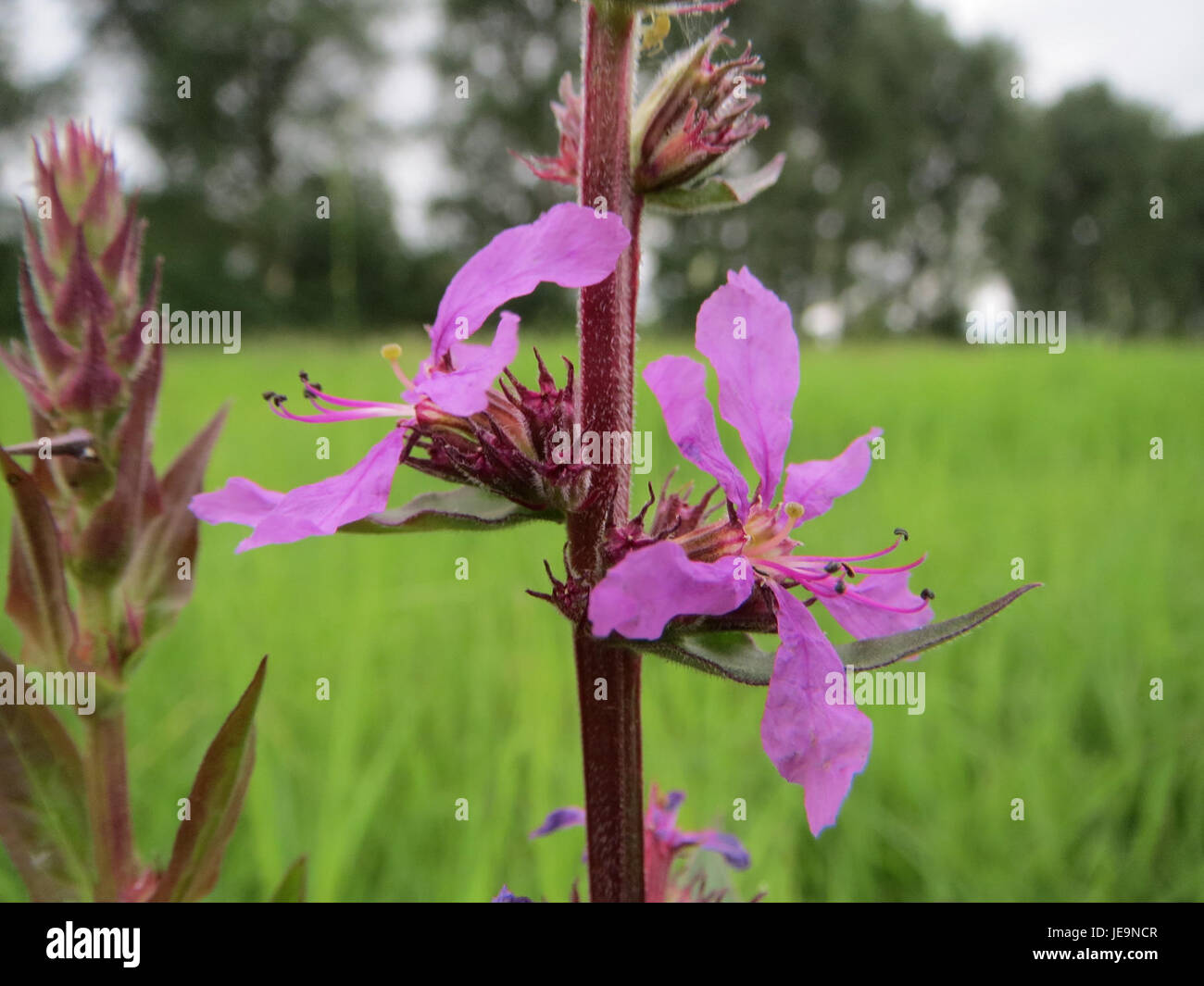 Lythrum salicaria illustration hi-res stock photography and images - Alamy