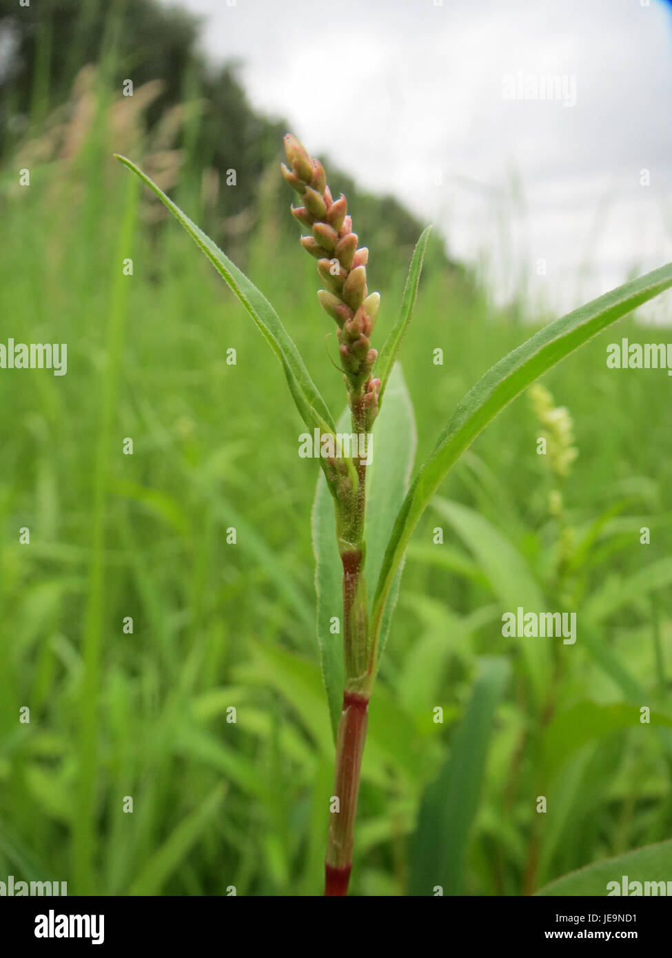 Image depicting Persicaria lapathifolia, also known as pale persicaria ...